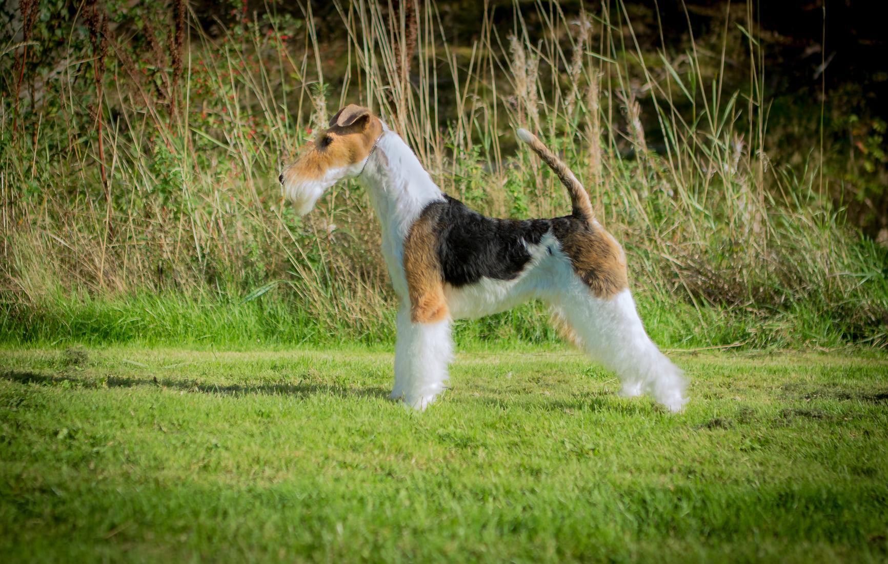 Home [www.northstarterrierassociation.com]